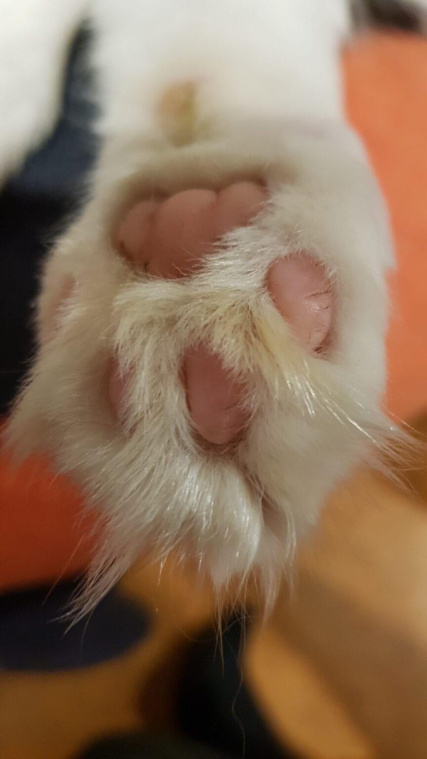 Amazing fluffpaws – Pukeatua Farmstay